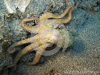 Octopus Stock Photography - Image: 17278302