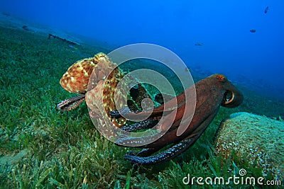 Octopus Courtship And Mating Stock Photos - Image: 15171293