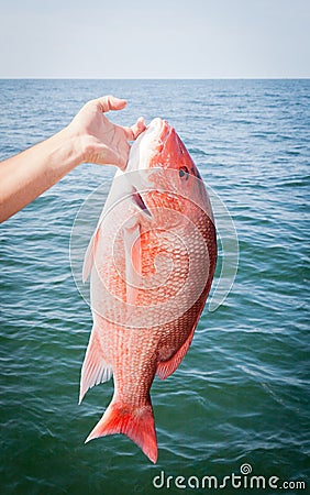 Offshore Sport Fishing: Red Snapper Stock Photos - Image: 24512813