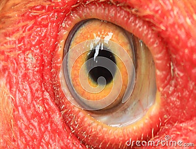 Ojo del pollo metrajes. Vídeo de primer, pollo, ganado - 55393346