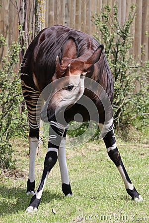 Okapi Royalty Free Stock Photos - Image: 12459318