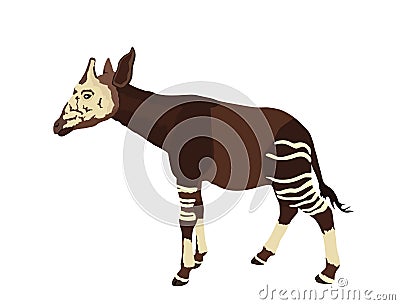 Okapi Vector Illustration Isolated On White Background. Forest Giraffe ...