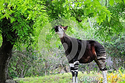 Okapi In Zoo Stock Photo - Image: 25057510