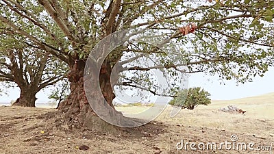 Old Aspen Tree Trunk, Roots and Branches Stock Footage - Video of mist ...