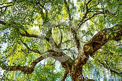 An Old Birch Tree With Long Branches In Spring Time. Stock Photo ...