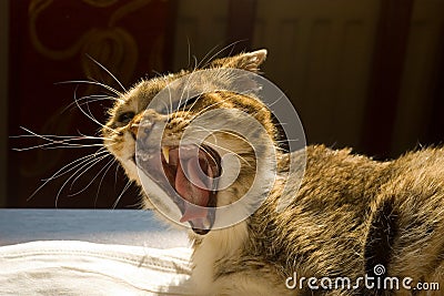 Old Cat Stock Photo - Image: 47249531