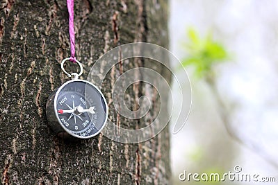 Old Compass On Tree In Forest Royalty-Free Stock Image | CartoonDealer ...