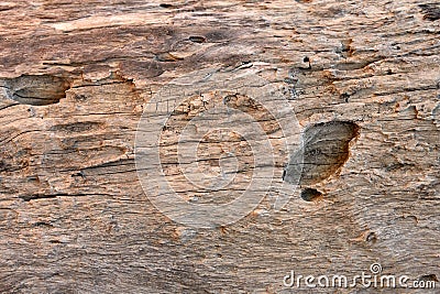 Old And Decay Wood Texture Royalty-Free Stock Photo | CartoonDealer.com ...