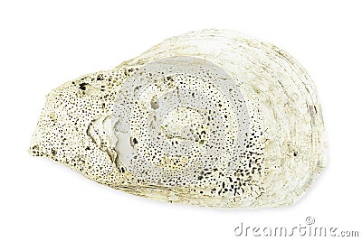 Old Empty Oyster Shell On White Background With Clipping Path Royalty ...
