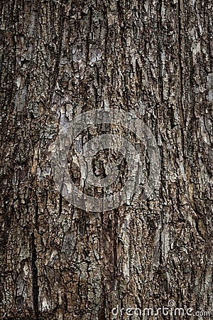 The Old Hard Wooden Bark Texture Background Royalty-Free Stock Image ...
