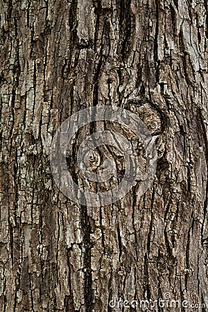 The Old Hard Wooden Bark Texture Background Stock Image | CartoonDealer ...