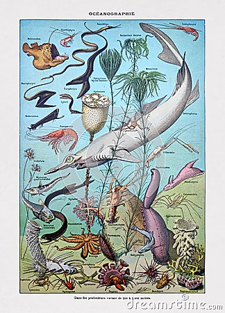 Old Illustration About Oceanography Royalty-Free Cartoon ...