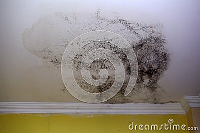 Old Moldy Ceiling Backdrop. Damp Ceiling In Rainy Season Royalty-Free ...