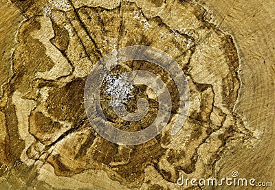 Old Tree Cross Section. Relief, Backdrop. Stock Image | CartoonDealer ...