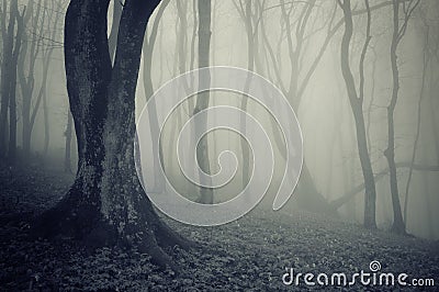11,439 Evil Fog Photos - Free & Royalty-Free Stock Photos from Dreamstime