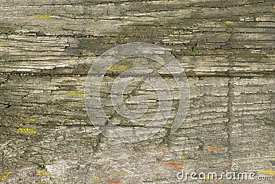 Old Wood Log Background Stock Image | CartoonDealer.com #75052801