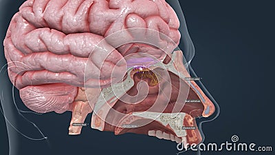 The Olfactory Bulb of the Brain Processes Information from the ...