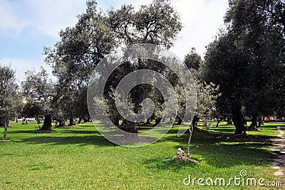 Olive Grove Park (or El Olivar Forest) In San Isidro District - Lima ...
