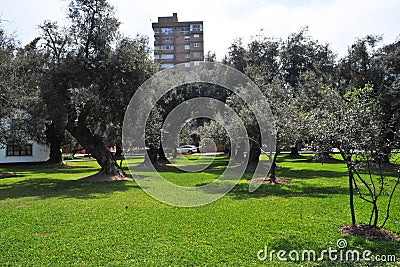 Olive Grove Park (or El Olivar Forest) In San Isidro District - Lima ...
