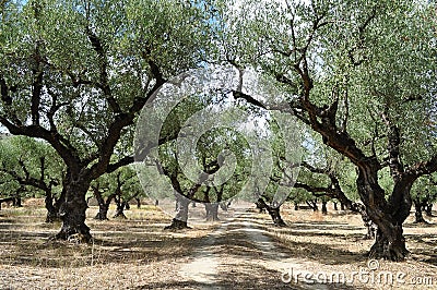 Olive Tree Grove Royalty Free Stock Photo - Image: 34564975
