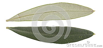 Olive Tree Leaves Stock Image - Image: 2525961