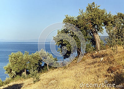 Olive Trees. Greece. Royalty Free Stock Photography - Image: 4198147