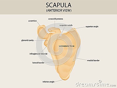 Omoplata Fotografia de Stock - Imagem: 27014152