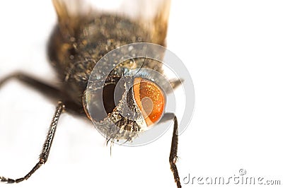 A Fly,close Up, Macro, Big Fly, Monster Insect, Front View Stock Photo ...