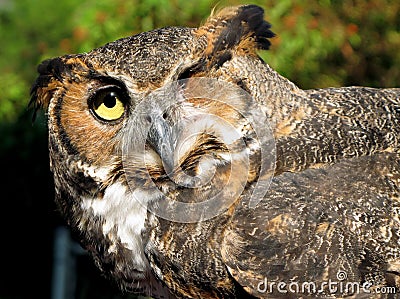 One-Eyed Owl Stock Images - Image: 5048324