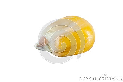 One Grain Of Corn Royalty Free Stock Photo - Image: 31172995