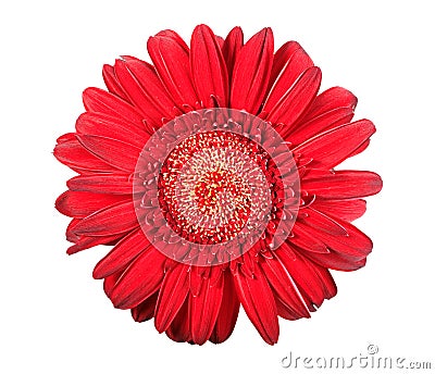 One Red Flower Royalty Free Stock Image - Image: 14474236
