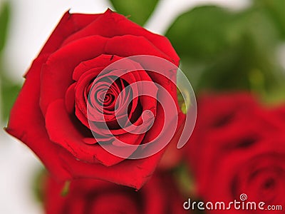 One Rose Stock Photography - Image: 14385712