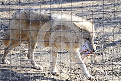 One Wolf Eating Prey In Zoo Royalty Free Stock Photos - Image: 13534168