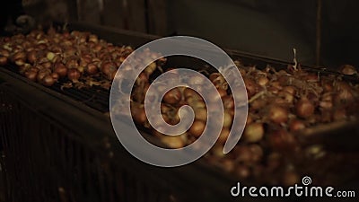 Onion Sorting, Processing and Packing Factory. Onion Moving on a ...