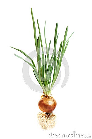 Onion Stock Photo - Image: 66537826