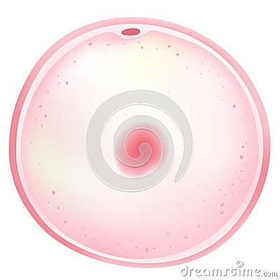 An Oocyte Is An Immature Egg. Cartoon Vector | CartoonDealer.com #233989913