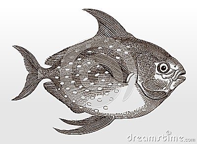 Opah, Lampris Guttatus, A Worldwide Distributed Marine Fish In Side ...