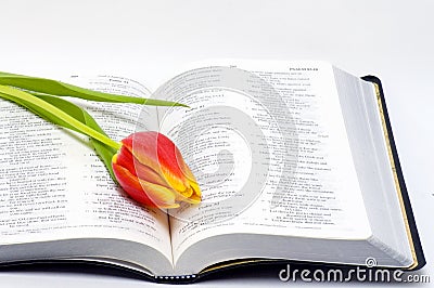Open Bible And Flower Royalty Free Stock Photos - Image: 4364058