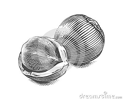 Open Filbert Hand Drawing Sketch Engraving Illustration Style ...