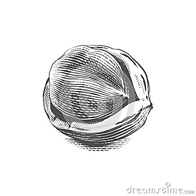 Open Filbert Hand Drawing Sketch Engraving Illustration Style Cartoon ...