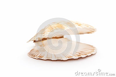 Open Seashell Stock Image - Image: 6661911