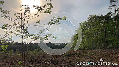 Open space in the forest stock video. Video of peaceful - 151575233