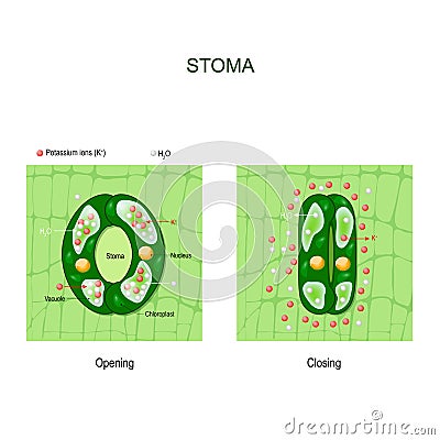 Opening And Closing Of Stoma. Anatomy Of Stomatal Complex Cartoon ...