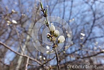 Opening Flower And Buds Of Cherry Plum Royalty-Free Stock Image ...