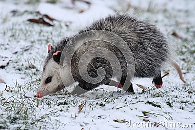Opossum Walking In Snow Stock Photos - Image: 3857493