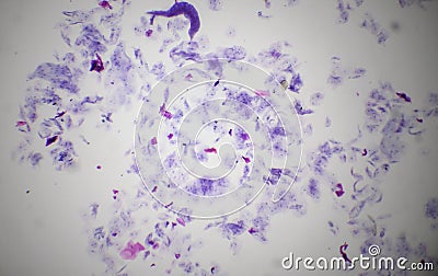 Oral Cavity Mucous Membrane Under The Microscope Stock Image ...