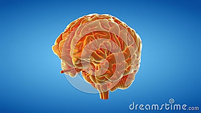 An orange brain stock video. Video of animation, cerebric - 140273215