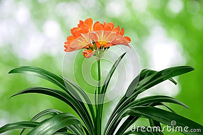 Orange Clivia Miniata Royalty Free Stock Image - Image: 17753836