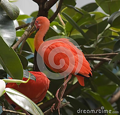 Exotic Bird editorial stock photo. Image of jungle, fern - 7531178