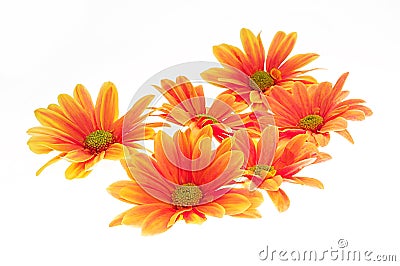 Orange Flowers Stock Photography - Image: 1831482